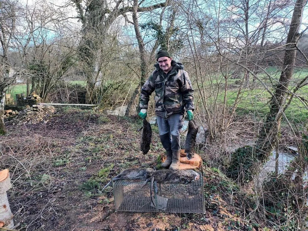 Dans le Calvados, Pascal Ménard a piégé plus de 1 000 ragondins ...