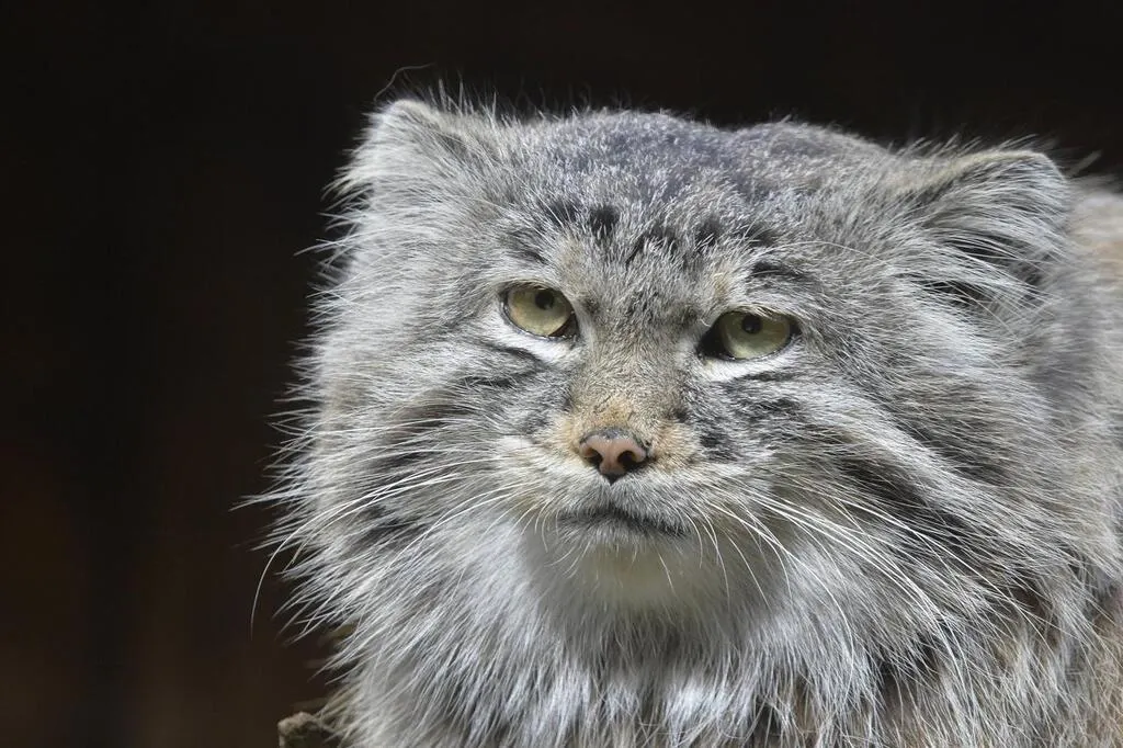 Découverte sur le mont Everest : deux chats vivent à plus de 5 000 m d ...