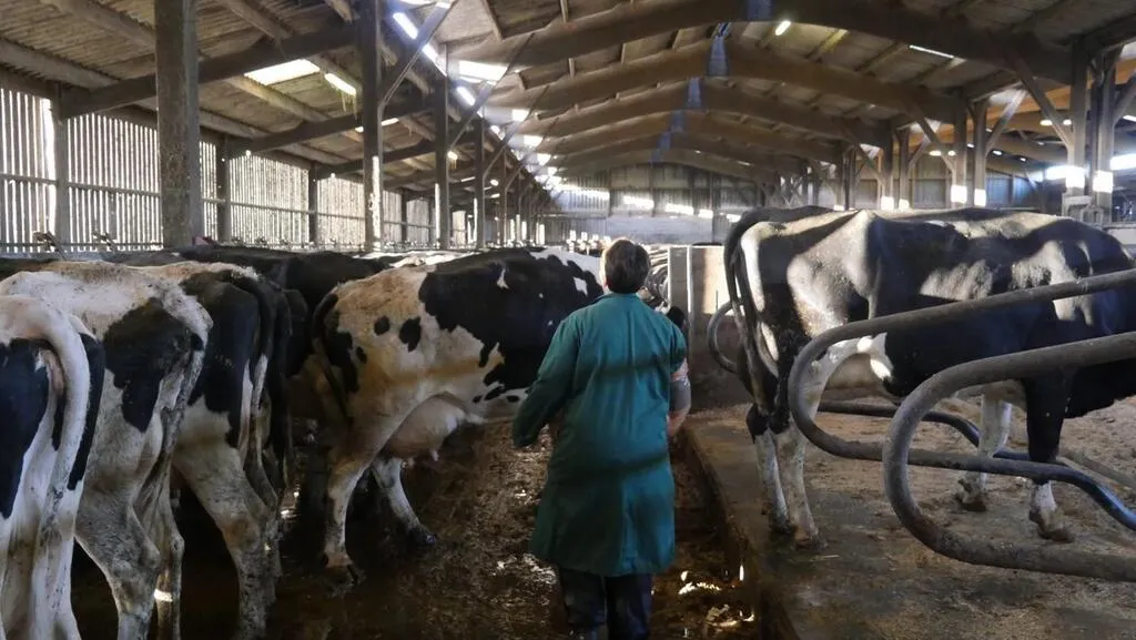 « Dans la Manche, tous les agriculteurs ont un vétérinaire rural à ...
