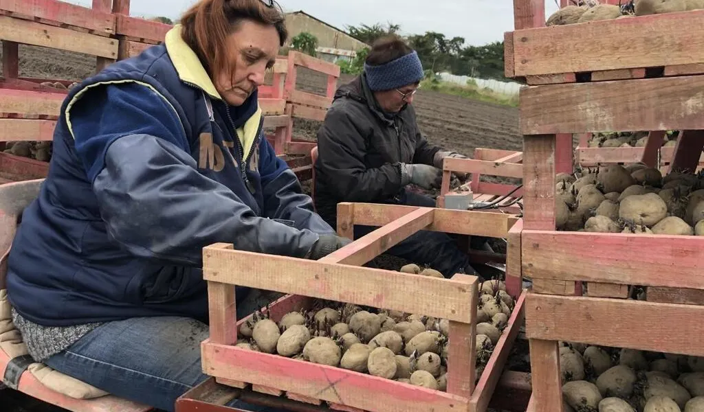 Chute de l’usage de pesticides selon la coopérative : la pomme de terre ...