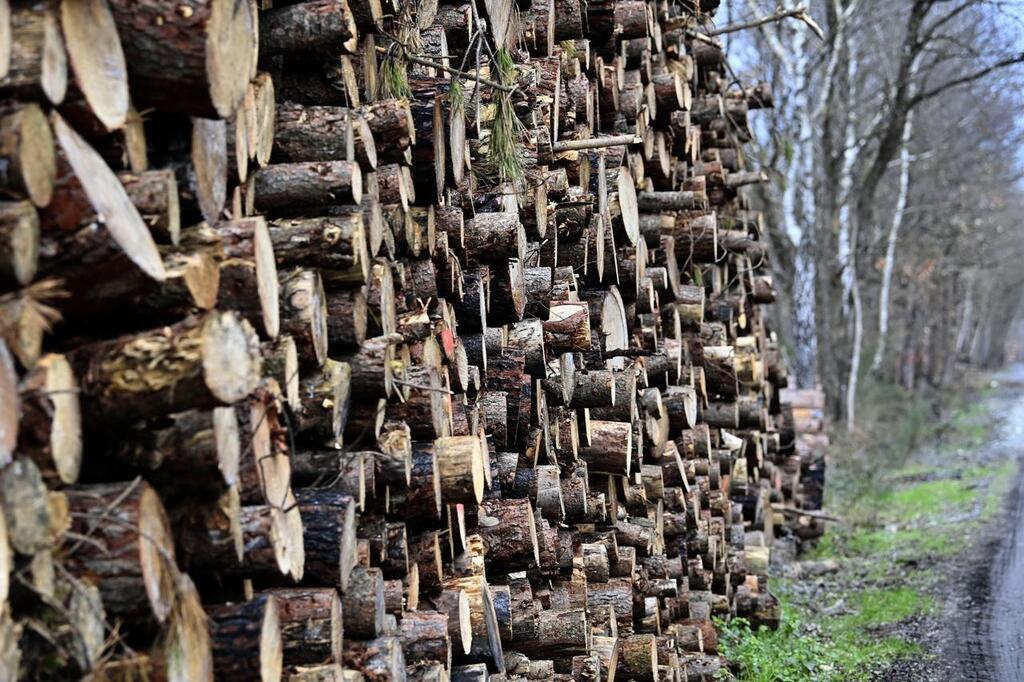 VIDÉO. Six mois après le terrible incendie, la forêt de Baugé va ... VIDÉO. Six mois après le terrible incendie, la forêt de Baugé va ...