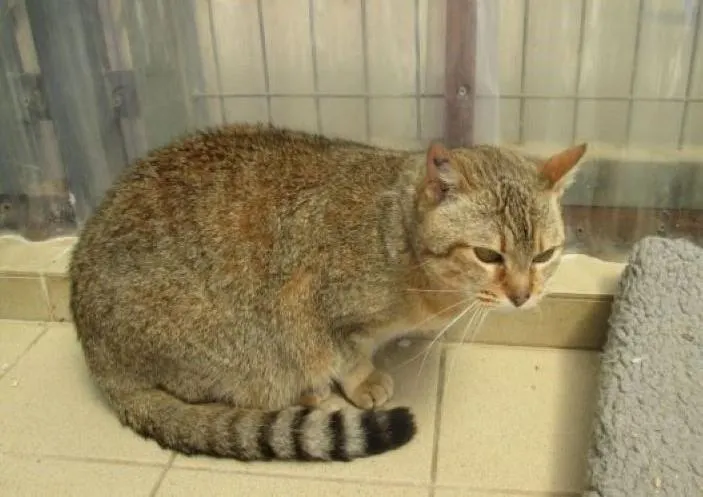 Le chat Misty attend ses nouveaux maîtres à la SPAA d’Angers - Angers ...
