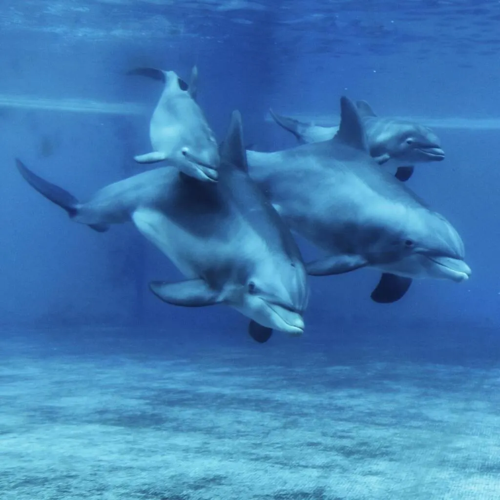 Polémique à Planète Sauvage : des associations dénoncent la naissance de bébés dauphins - La ...