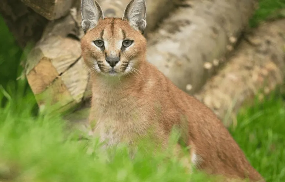 Château-Gontier. Un Caracal rejoint le refuge de l’Arche - La Roche sur ...