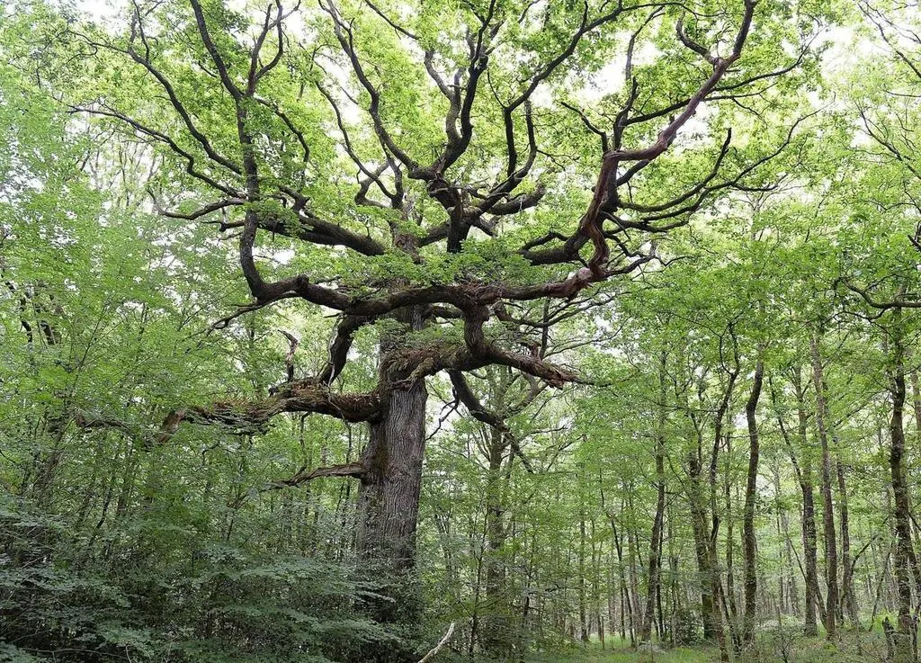 Connaissez-vous ces chênes célèbres de l’ouest de la France ? - Le Mans ...