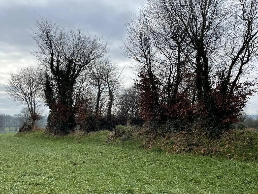 Les haies bocagères, une arme pour lutter contre le réchauffement ...