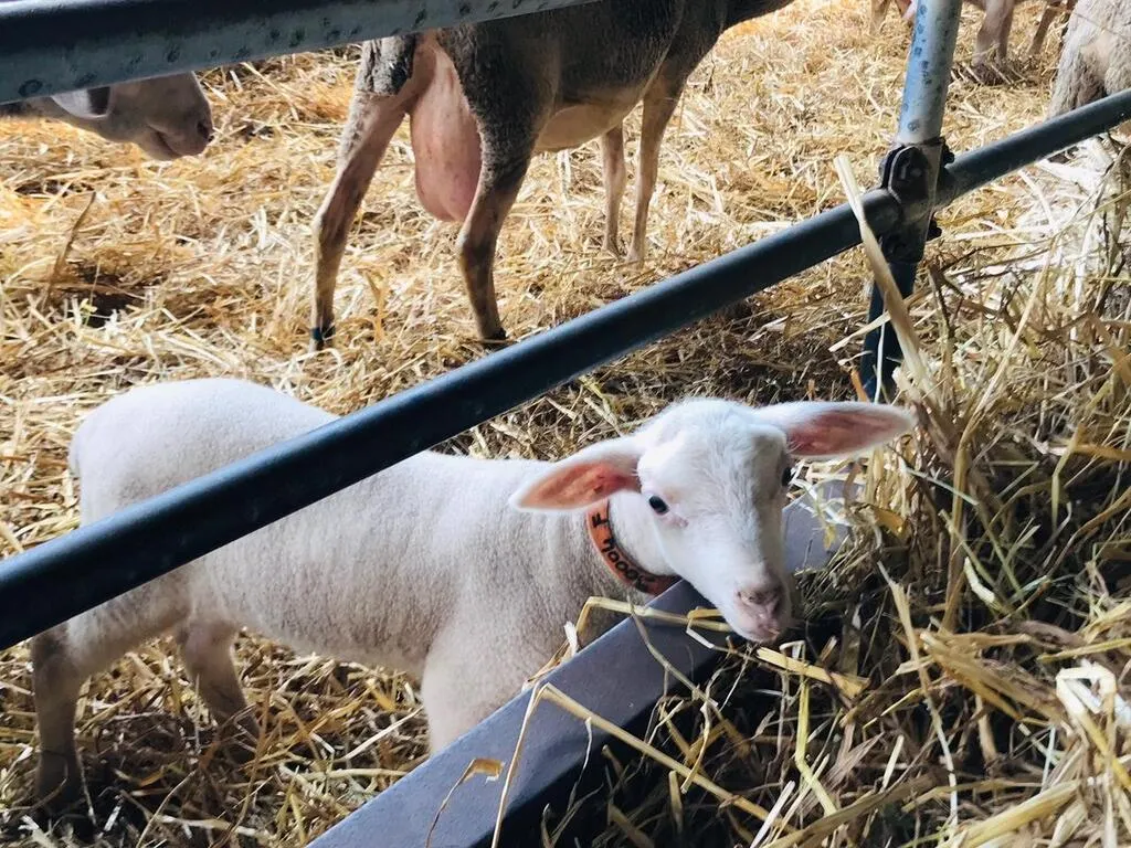Marché à Ploërmel. Ils produisent des fromages au bon « Lait berbis ...