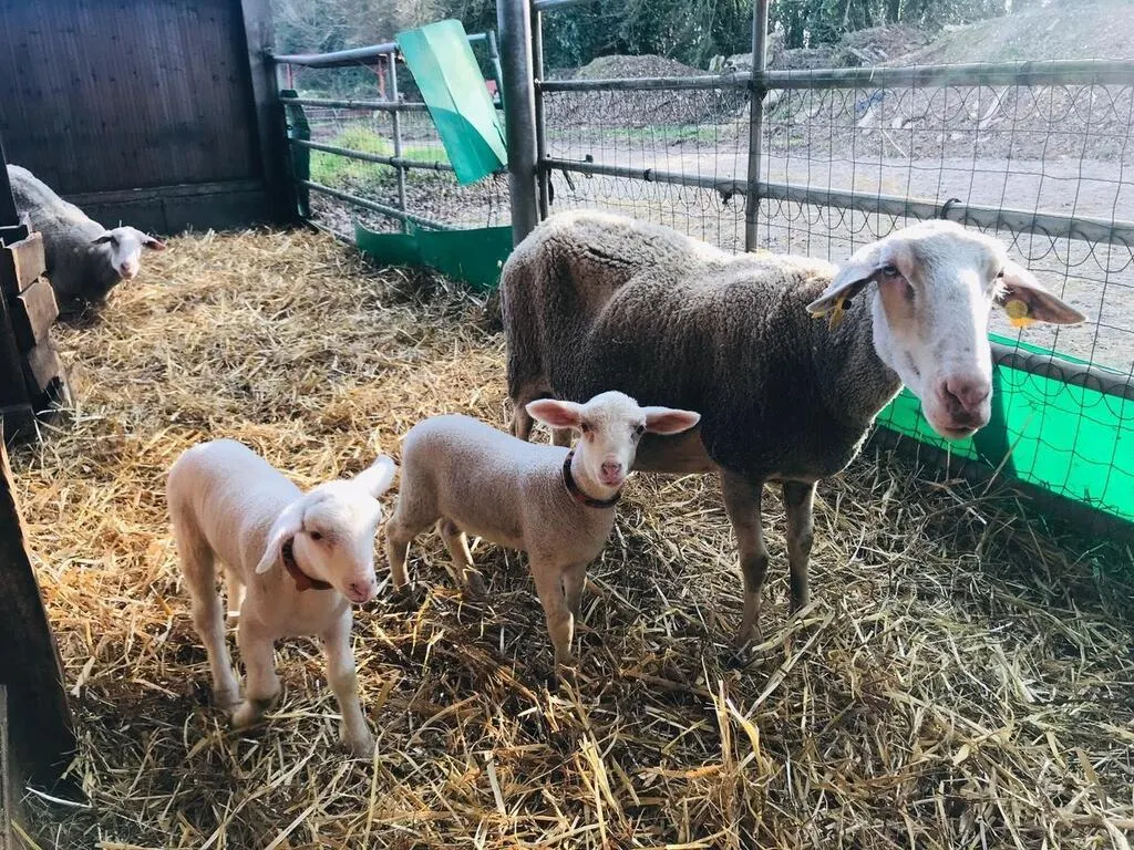 Marché à Ploërmel. Ils produisent des fromages au bon « Lait berbis ...