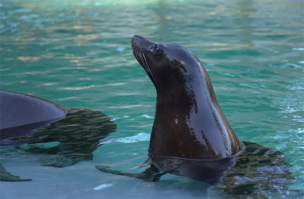Nakoa, une nouvelle otarie, a rejoint le zoo de La Flèche - Le Mans ...
