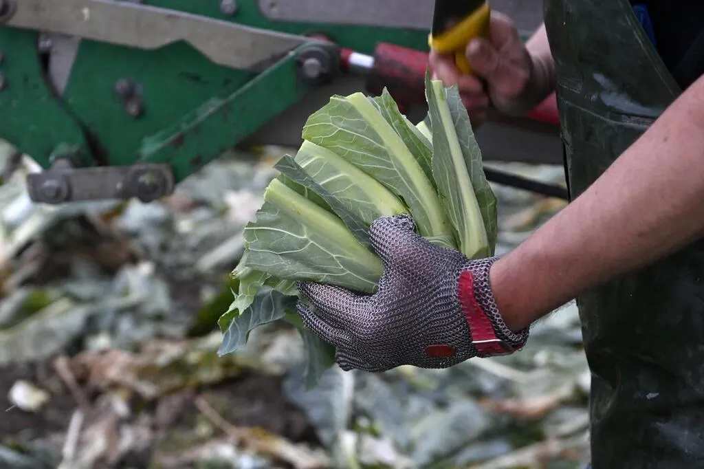 REPORTAGE. Dans le pays de Saint-Malo, les choux-fleurs pointent leur ...
