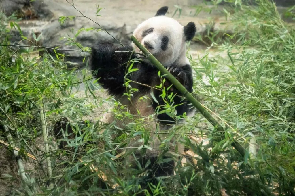 Le Japon fait ses adieux à quatre pandas rendus à la Chine - Brest ...