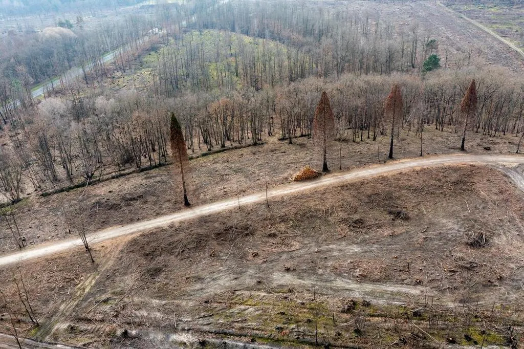 EN IMAGES. Vue du ciel, à quoi ressemble la forêt de Baugé six mois ...