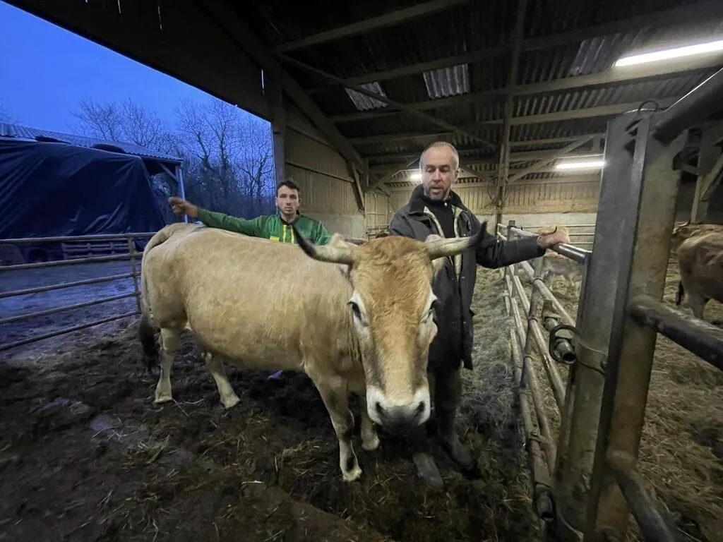 Loutre, 8 ans, 530 kg, une vache nantaise à Paris - Nantes.maville.com