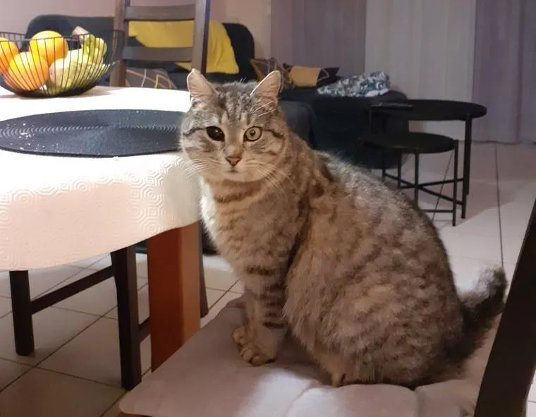 Disparu pendant 4 ans, le chat Minou retrouve sa famille - Angers ...