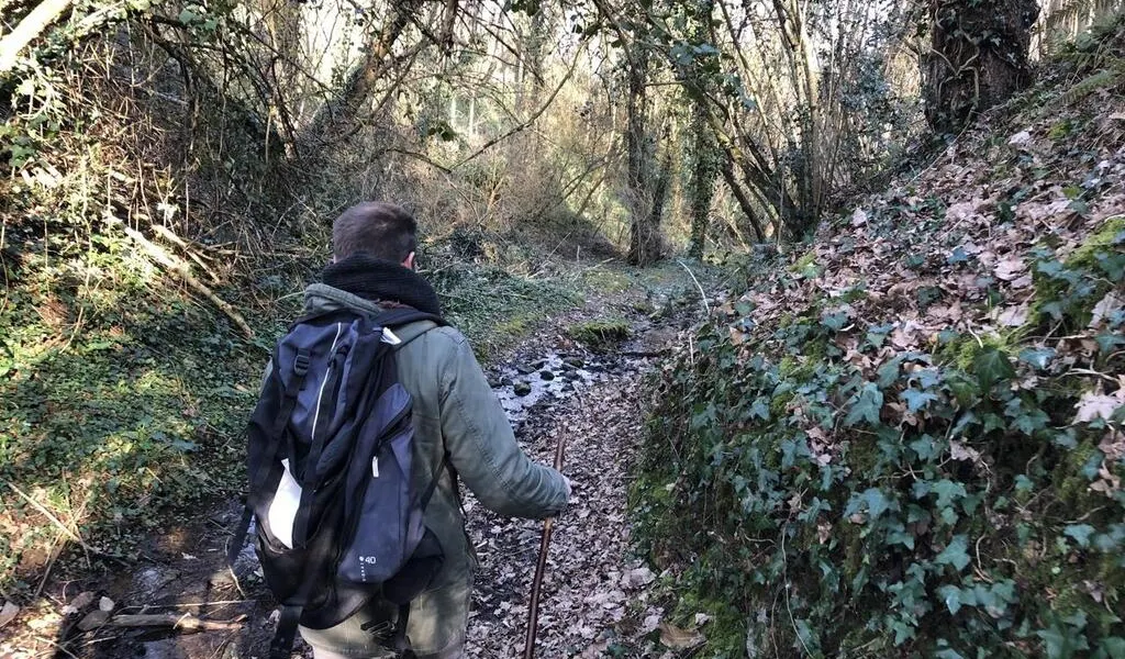 VIDÉO. Une meute de loups s’est-elle installée dans les Mauges ...