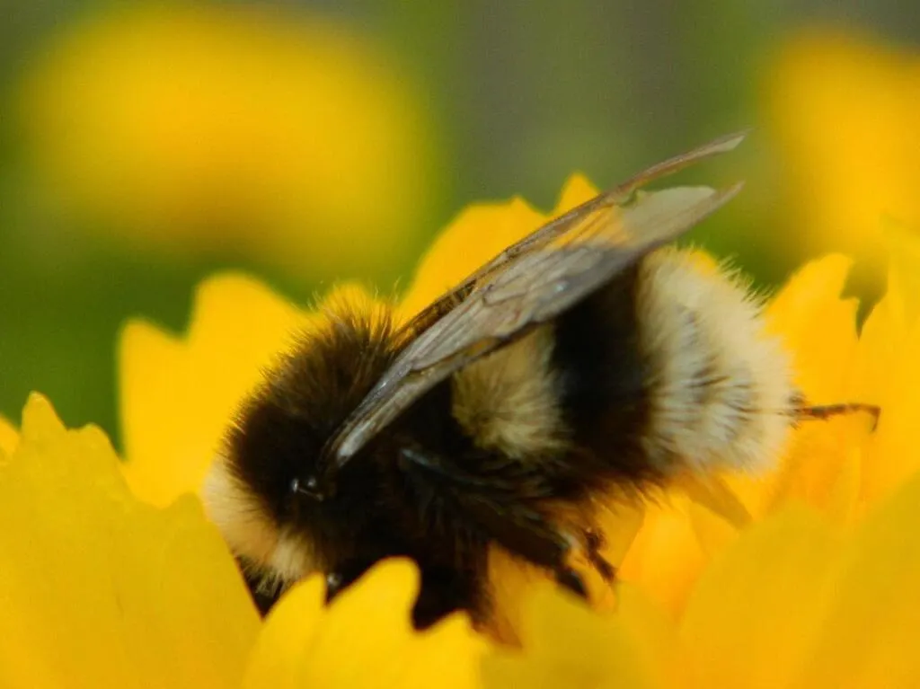 La Baule. Les fraises du producteur adorent avoir le bourdon - La Baule ...