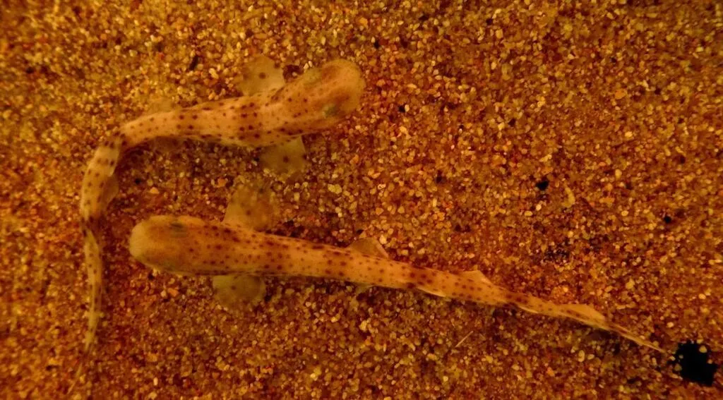 Sciences. À Dinard, les roussettes font l’expérience du réchauffement ...