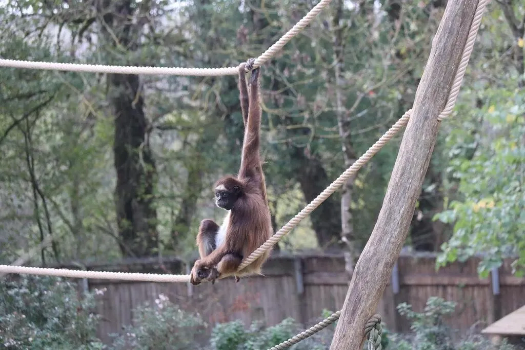 Zoo de Mervent : les internautes ont choisi le nom de la petite atèle à ...