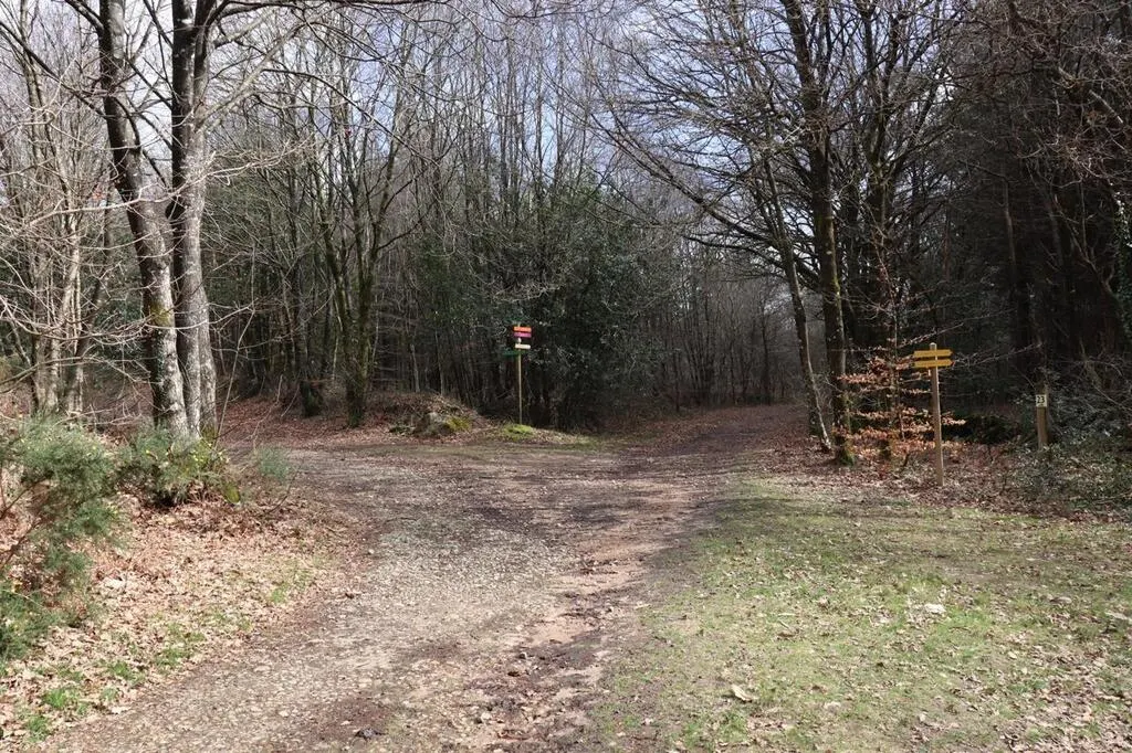 EN IMAGES. Petite virée dans l’immense forêt d’Avaugour – Bois-Meur à ...