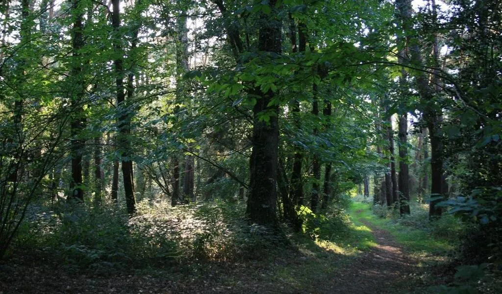 À Chavagne, des animations pour fêter la Forêt du 21 au 26 mars ...