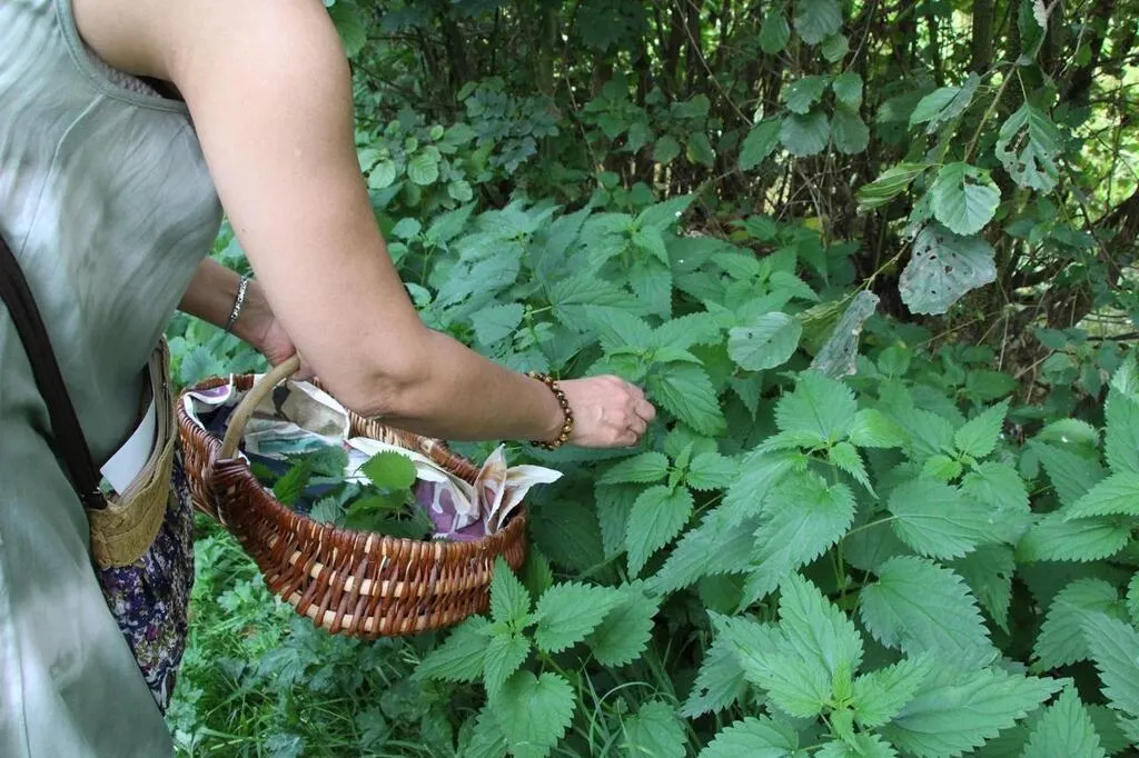 Comment utiliser l’ortie, la cuisiner ? Quatre questions sur cette ...