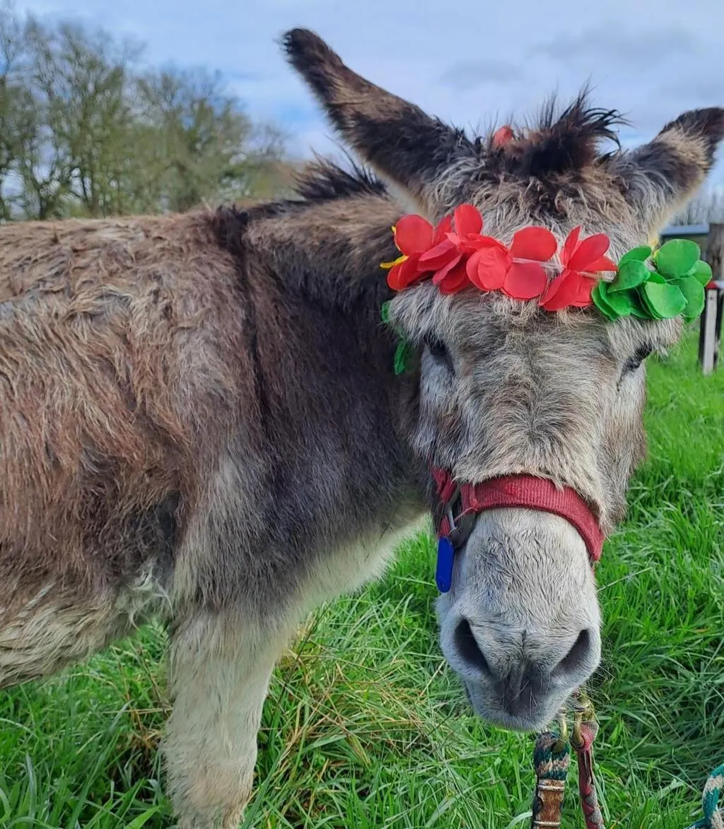 Les Ponts-de-Cé. La Fontaine aux ânes fête le printemps - Angers ...