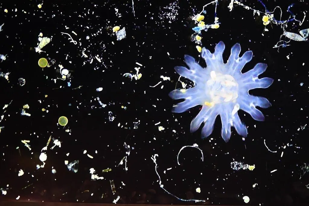 Brest. Au Moulin-Blanc, un « parcours planctons » pour tout savoir sur ...