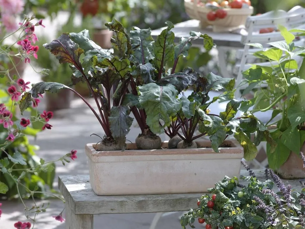Un mini-potager sur son balcon : voici comment cultiver des légumes ...