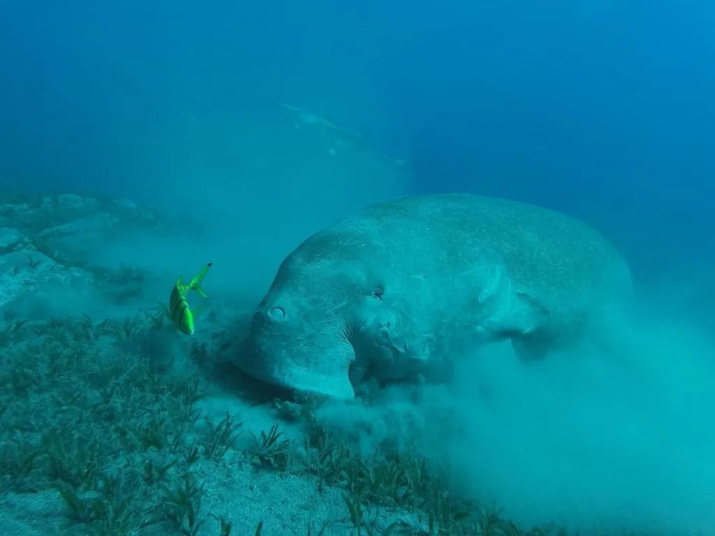 REPORTAGE. Pourquoi le dugong de la mer Rouge est sur la liste rouge ...