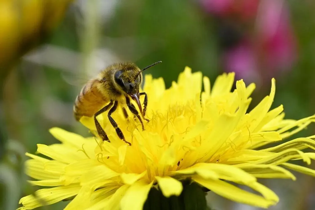 Comment vraiment aider les abeilles dans son jardin au printemps ...