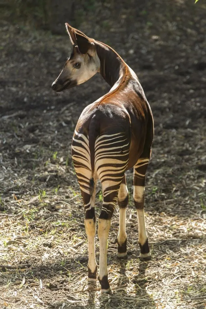 VIDÉO. Pourquoi la naissance d’un okapi, la 4e en France en 25 ans, est ...