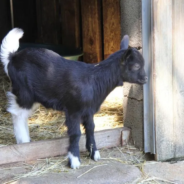 VIDÉO. Les chevreaux nés au jardin de la Perrine, à Laval, mettent le ...