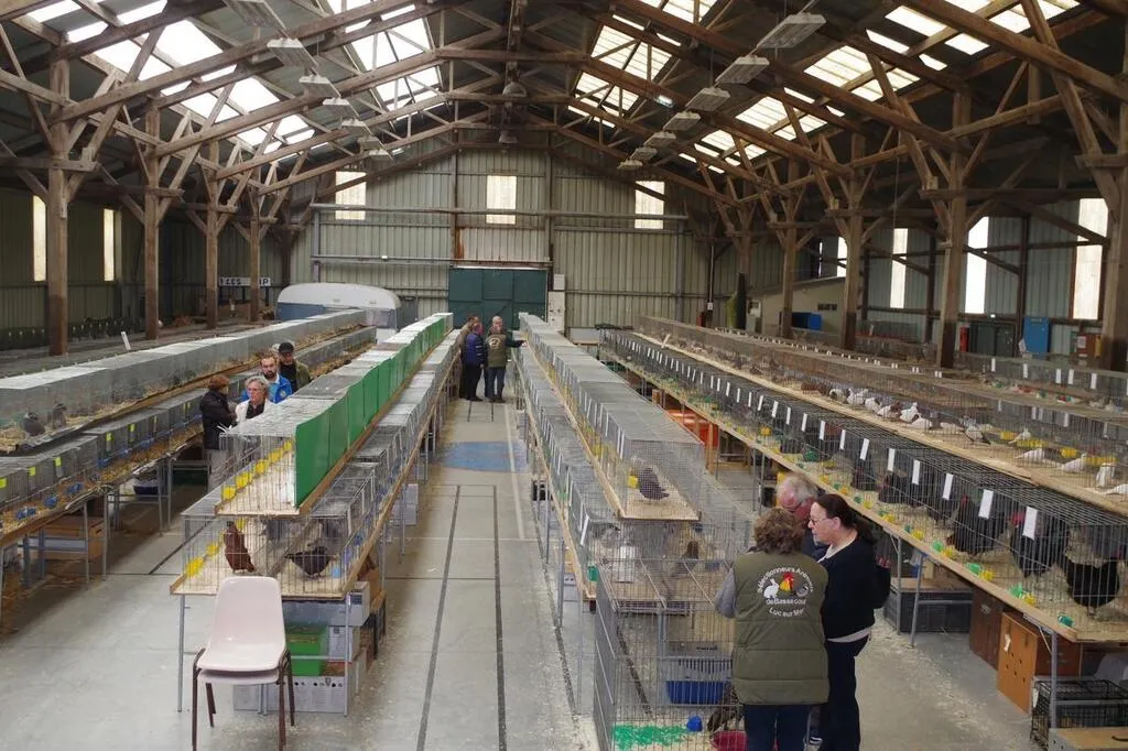 A Luc-sur-Mer, pigeons, tourterelles et lapins font le show ce week-end ...