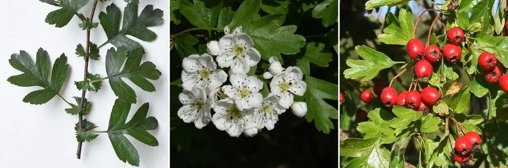 Pays d’Auray. Connaissez-vous… l’aubépine - Lorient.maville.com
