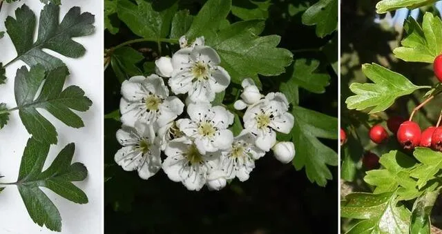 Pays d’Auray. Connaissez-vous… l’aubépine - Lorient.maville.com