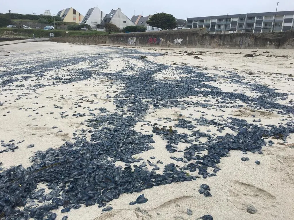 Une marée de vélelles déferle sur des plages du Morbihan . Sport - La ...