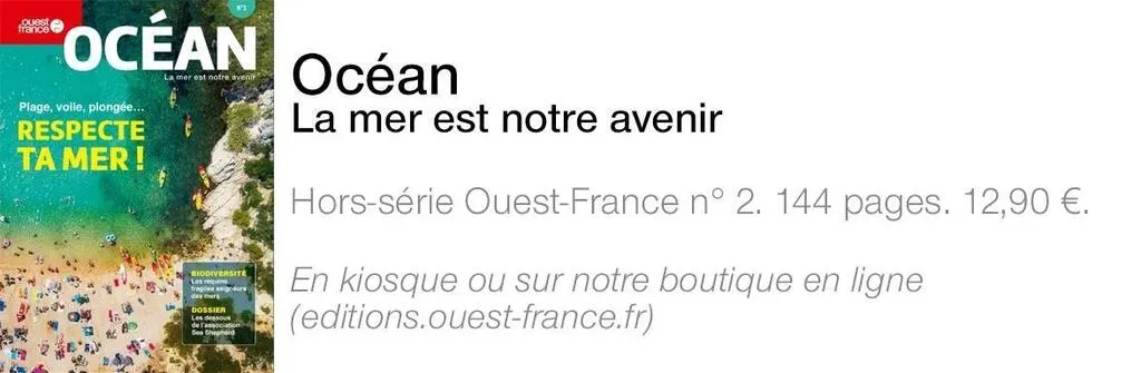 Le dugong, cette paisible « vache marine », est en grand danger, voici ...