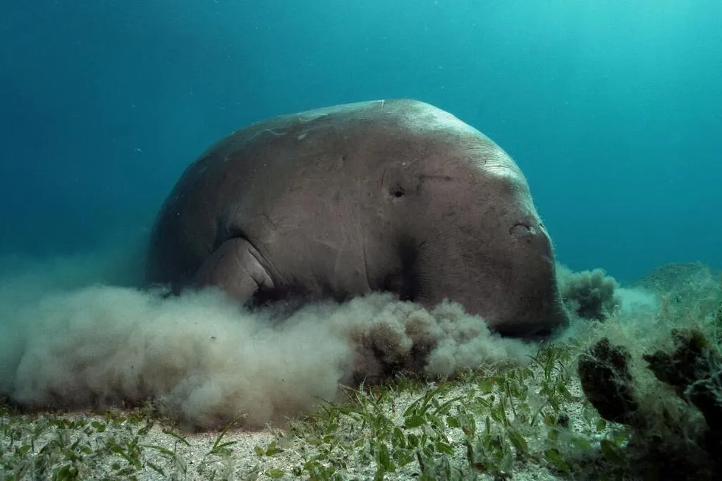 Le dugong, cette paisible « vache marine », est en grand danger, voici ...