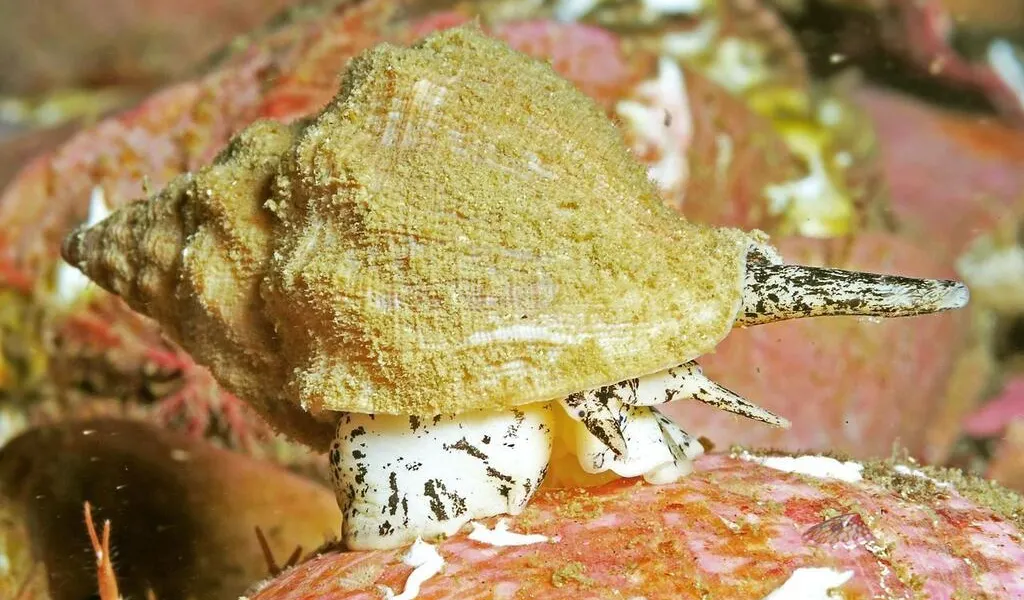 « Je suis le bulot, témoin ultra-sensible et fragile du réchauffement ...