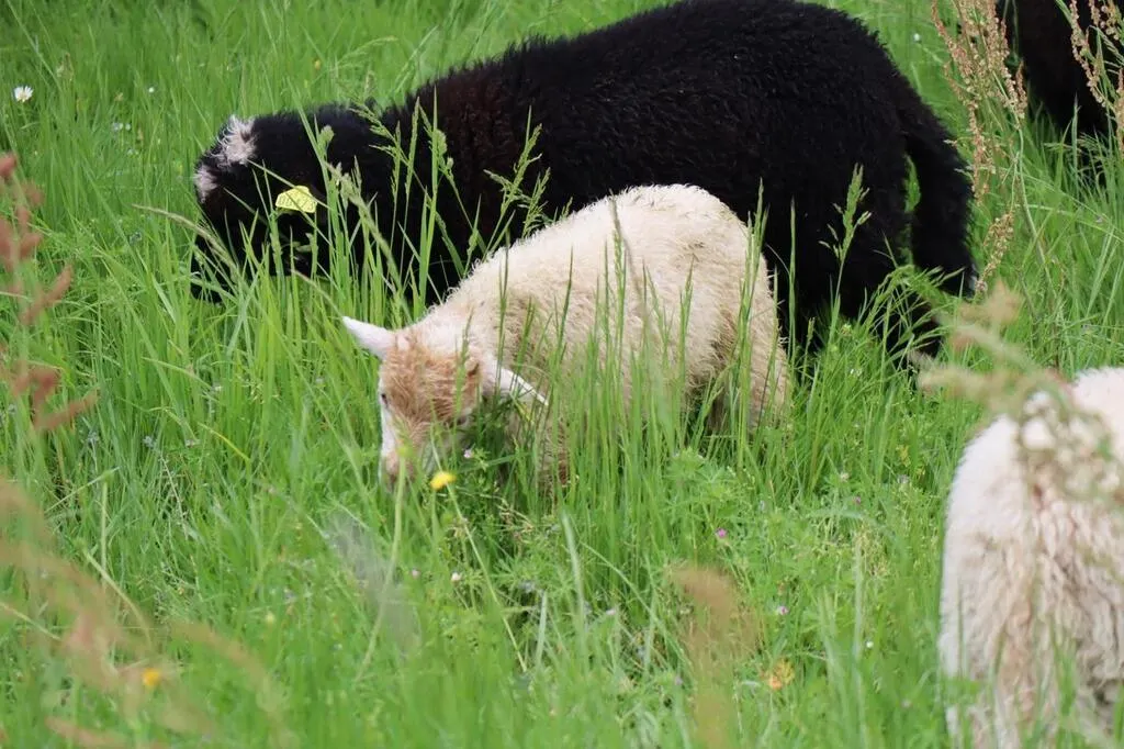 Sablé-sur-Sarthe. Pourquoi six moutons s’installent-ils au lycée Raphaël-Elizé ? - Le Mans ...
