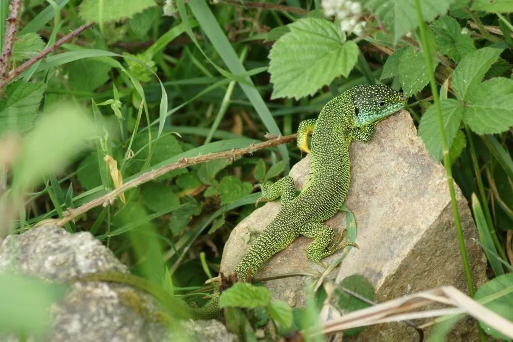 Pays d’Auray. Connaissez-vous vraiment… le lézard vert occidental ...