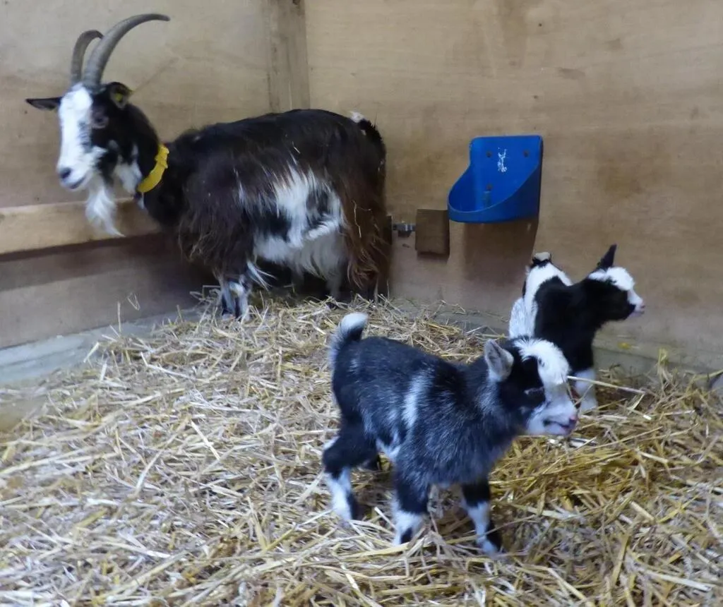 Le Mans. Des chevreaux à vendre à l’arche de la nature - Le Mans ...