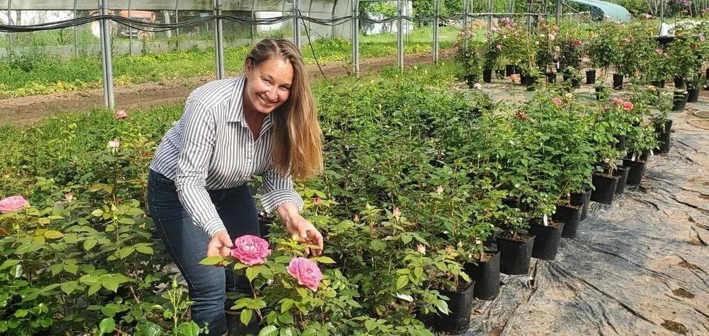 Quimper. De la ligne aux roses, il n’y a qu’un pas - Quimper.maville.com