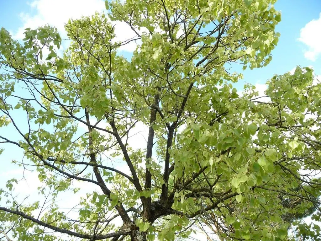 Six espèces d’arbres remarquables à planter dans son jardin - Le Mans ...