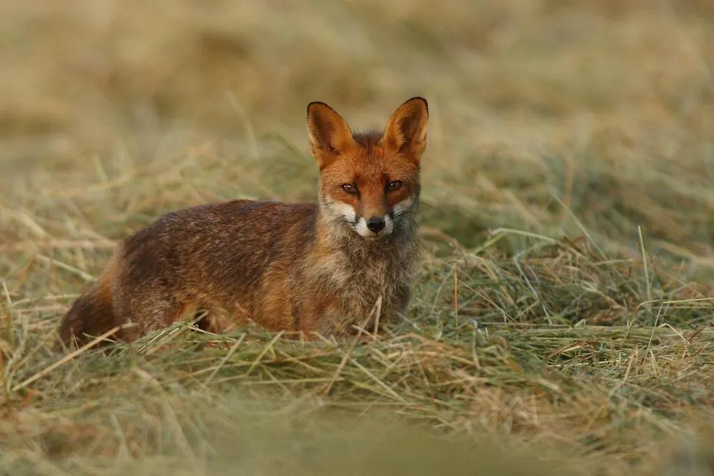 Pays d’Auray. Connaissez-vous… le renard roux ? - Pontivy.maville.com
