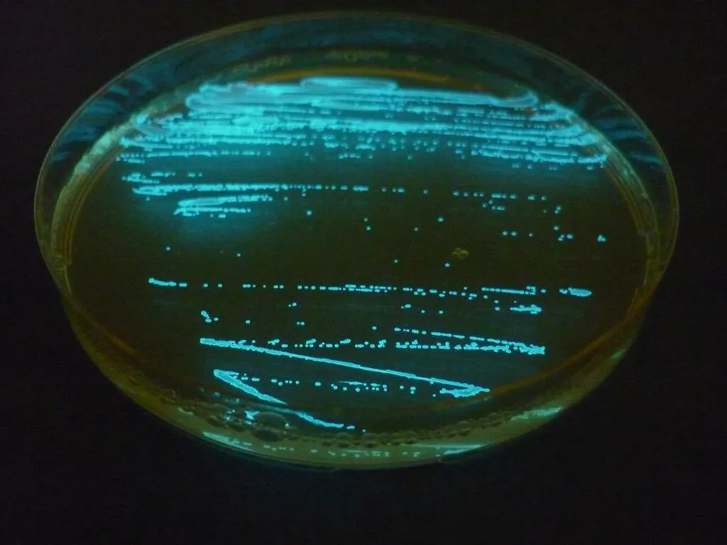 La bioluminescence, tendance dans les abysses - Cannes.maville.com