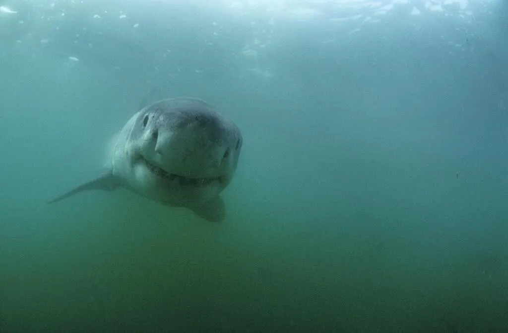 Seigneurs des océans : les impressionnantes photographies de requins d ...