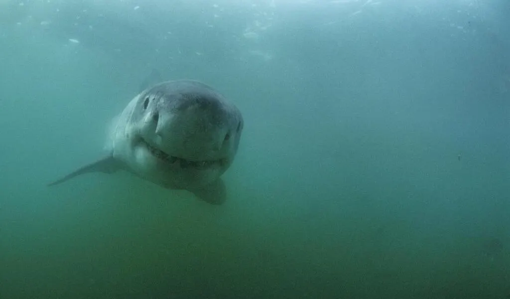 Seigneurs des océans : les impressionnantes photographies de requins d ...