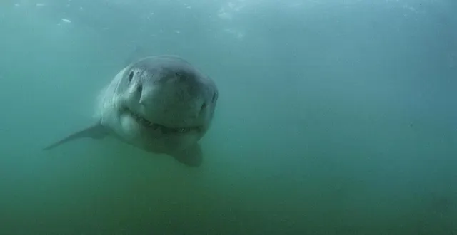 Seigneurs des océans : les impressionnantes photographies de requins d ...