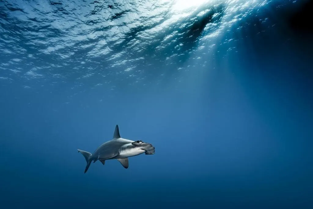 Seigneurs des océans : les impressionnantes photographies de requins d ...